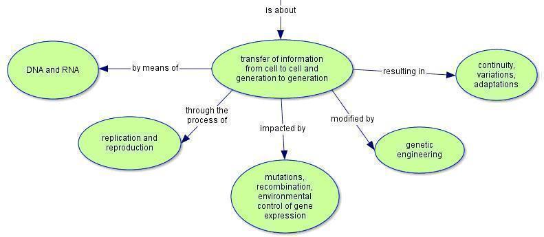 Cell Division Graphic Organizer